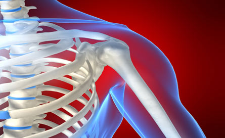 anatomy of the shoulder | Omaha Shoulder Surgery